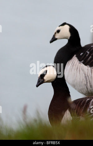 barnacle goose sitting in grass in svalbard Stock Photo - Alamy