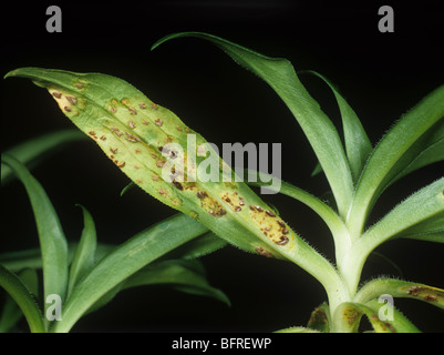 Rust pustules Puccinia arenariae on sweet william Dianthus barbatus ...
