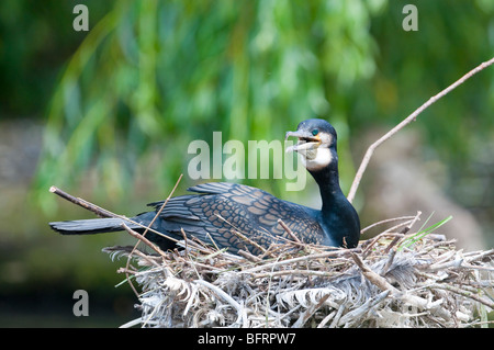 Kormoran - Great Cormorant - Phalacrocorax carbo - Europe Stock Photo ...