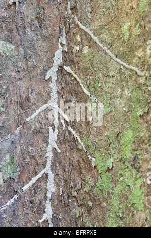 Mora (Mora excelsa) bark with termite channels Iwokrama Rainforest ...