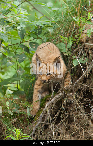 Eurasian lynx walking. Wild cat from Germany. Bobcat among the trees ...