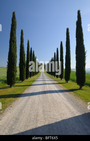 Cypress tree lined Italian roads and olive trees in Tuscany June ...