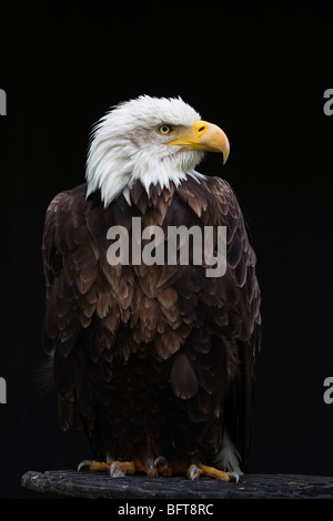Portrait ( whole body ) of an American Bald Eagle taken in a studio ...