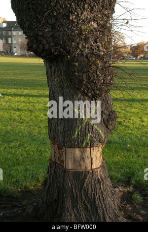 Leith Links Park, Edinburgh, Scotland, UK, 21st August 2022. Milan Mela ...