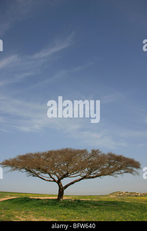 Israel, the northern Negev. Acacia Raddiana tree by Besor scenic road ...