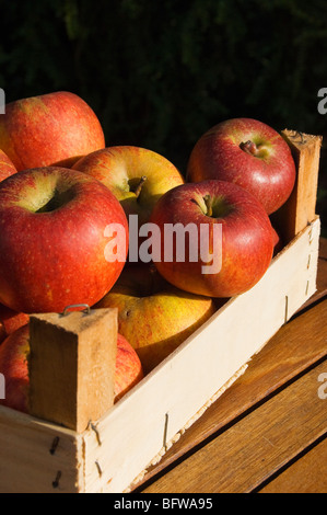 Close up of Charles Ross apples apple ripe fruit fruits growing on a ...