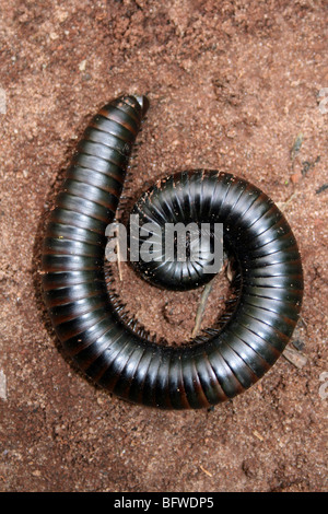 Shongololo, giant millipede (Archispirostreptus gigas) crossing red ...