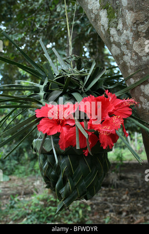 Woven Basket made from coconut palm leaves, Pacific Harbour, Fiji Stock ...