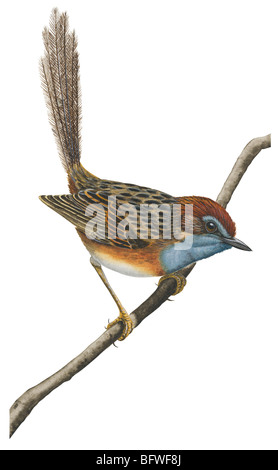 Southern emu-wren, Stipiturus malachurus (Blue-throated malurus ...