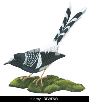Enicurus Maculatus (Spotted Forktail Stock Photo - Alamy