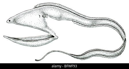Pelican Eel or Eurypharynx pelecanoides. Deep sea fish rarely seen by ...