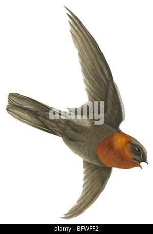 Chestnut-collared Swift (Streptoprocne rutila) adult, sitting on nest in cave, Trinidad ...