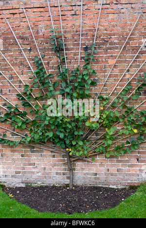 Fan trained cherry tree growing against a garden wall Stock Photo - Alamy