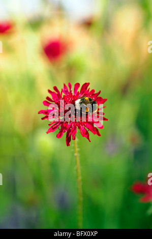 Crimson wildflowers of Crimson Scabious, Dipsacaceae, Knautia ...