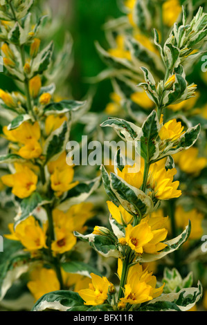 Spotted Yellow Loosestrife Circle Flower "Alexander Stock Photo - Alamy