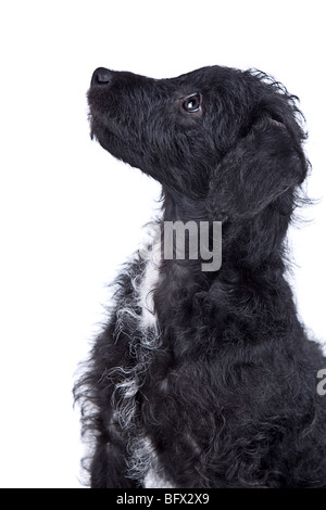 Isolated Shot of an Adorable Jack-a-Doodle Puppy Stock Photo - Alamy