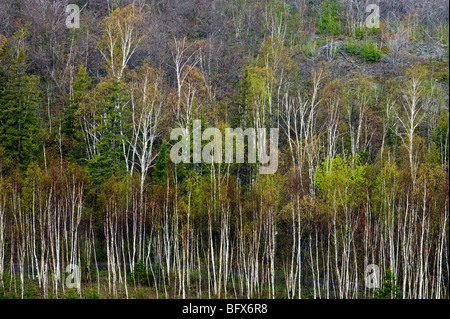 Birch trees in spring, Greater Sudbury, Ontario, Canada Stock Photo - Alamy