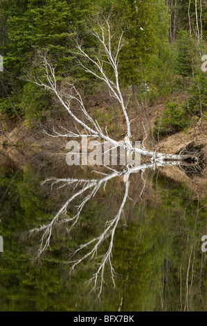 Reflections in the Wanapitei River, Greater Sudbury, Ontario, Canada ...