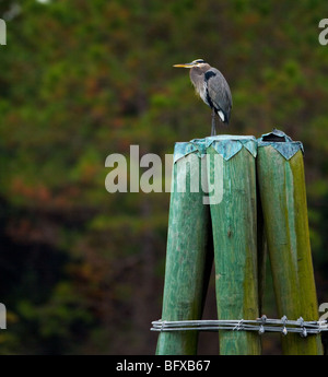 Great blue heron perched on the wooden pillar on the water surface ...