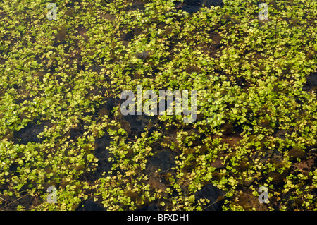 Fool's Water-cress (Apium nodiflorum) in flower, lake margin, Dorset ...