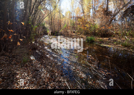 Perennial Stream, Muleshoe Ranch Nature Preserve, Arizona Stock Photo ...