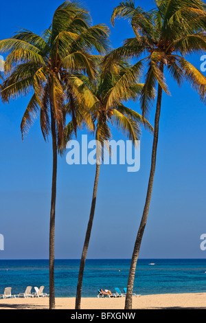 Tall palm trees on a Cuban beach Stock Photo - Alamy