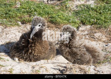 Laysan albatross chicks on Midway Atoll National Wildlife Refuge flap ...