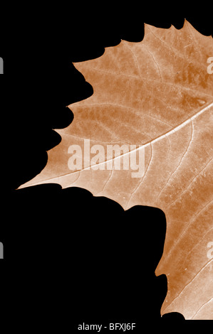 Abstract nature background. Close-up green oleander leaves with soft ...