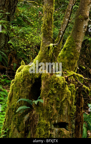 Mossy old growth western red cedar tree towers over a deadfall log in ...