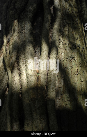 Kingley Vale, Kingley Vale National Nature Reserve, a grove of ancient ...