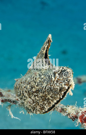 Egyptian Wing Oyster (Pteria aegyptiaca Stock Photo - Alamy