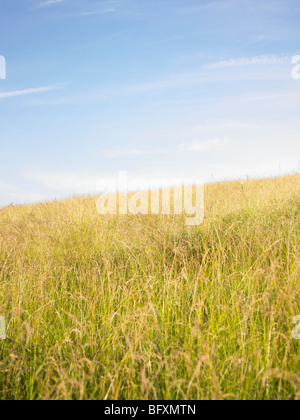Wild grasses in field Stock Photo - Alamy