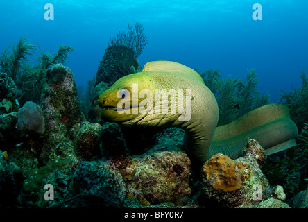 Green moray eel on the reef underwater Stock Photo - Alamy