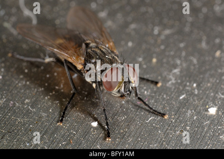 Common house fly (Musca domestica) chrysalis (pupa). Insects (Diptera ...