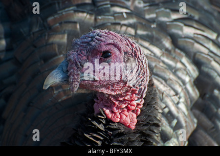 Close-up portrait of a male turkey outdoor with red wattle hanging from ...
