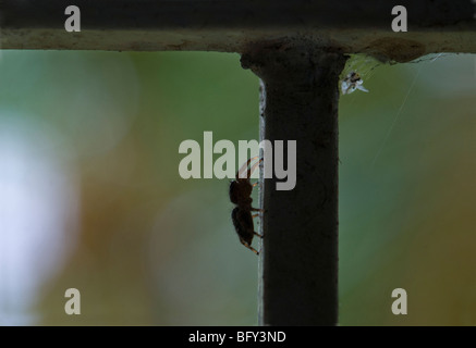 Jumping spider exoskeleton Stock Photo - Alamy