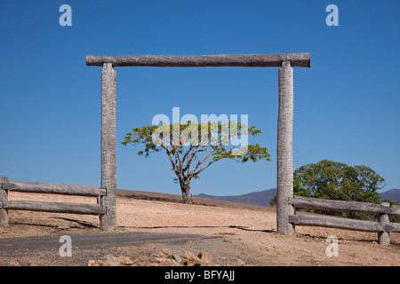 Springvale cattle station, and flowering Poinciana tree, near Cooktown ...