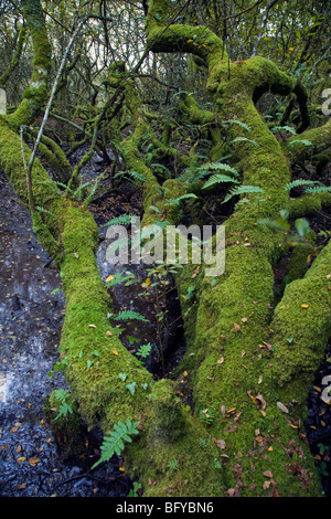 Redmoor Wildlife Trust reserve; tangled branches; Cornwall Stock Photo ...