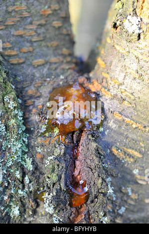 Close up shot of tree resin with backlit Stock Photo - Alamy