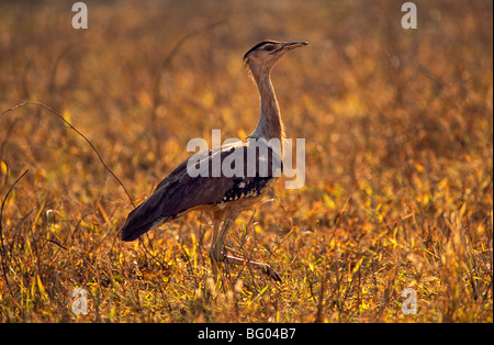 Australian bustard, plains turkey, Ardeotis australis, wandering ...