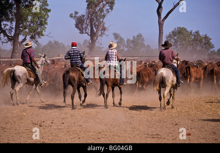 Mustering cattle, outback Australia Stock Photo - Alamy