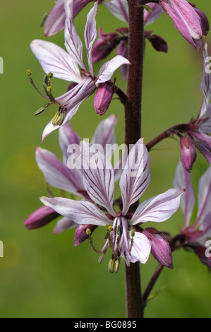 Pink and white flowers on bush Stock Photo - Alamy