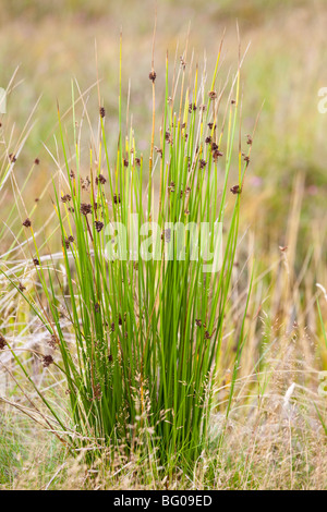 Sedges growing on moorland east of Syre, Sutherland, Highland, Scotland ...