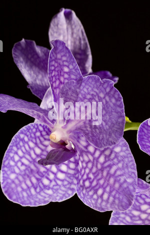 Vanda Pakchong Blue orchid against a black background hybrid of Vanda ...