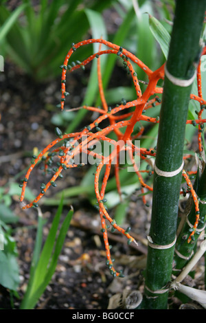 Pacaya palm (Chamaedorea tepejilote Stock Photo - Alamy