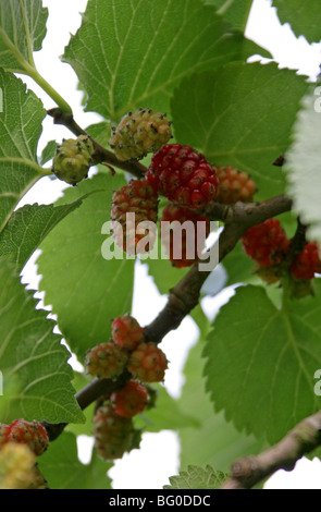 Black mulberry tree (Morus nigra) leaves and fruits, Nuratau mountains ...