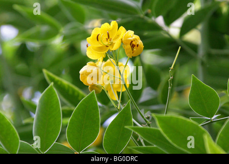 Arsenic Bush, Brusca, Dooley Weed, Frijolillo, Hedionda Macho, Hill ...