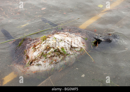A dead sheep drowned in flooding in Northern Wales Snowdonia Stock ...