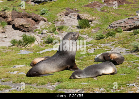 Fur seals, Moltke Harbour, Royal Bay, South Georgia, South Atlantic ...