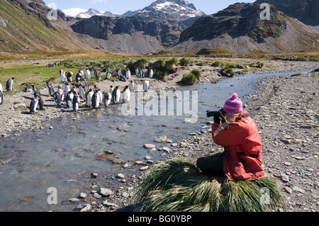 King penguins, Moltke Harbour, Royal Bay, South Georgia, South Atlantic ...